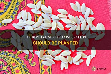 The Depth At Which Cucumber Seeds Should Be Planted Shuncy