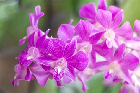 난초 꽃은 난초과 화려하 고 향기로운 난초 가족으로 일반적으로 알려진 꽃과 함께 꽃 식물의 다양 하 고 광범위 한 가족입니다 계절에 대한 스톡 사진 및 기타 이미지 Istock