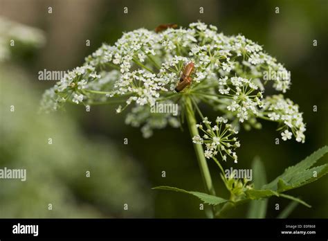 Greater Water Parsnip Sium Latifolium Stock Photo Alamy