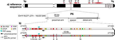 Figure 1 From Recombination Dynamics Of A Human Y Chromosomal Palindrome Rapid Gc Biased Gene
