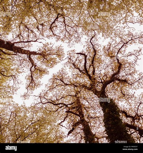 Abstract Autumn Tree Canopy Stock Photo Alamy