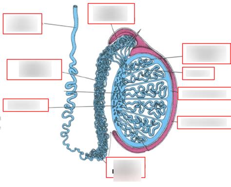 The Testes Diagram Quizlet