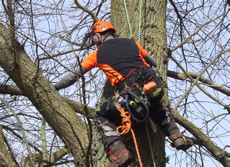 Tree Surgery And Removal Ollie Morton