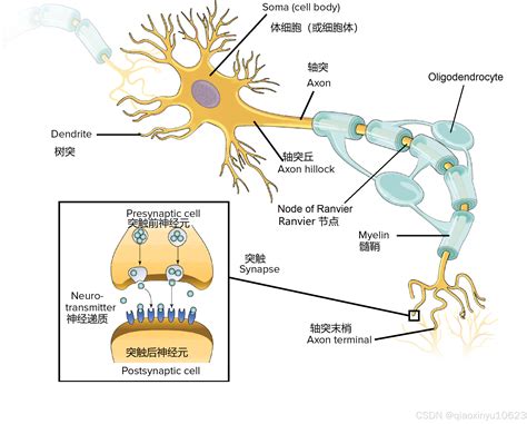 生物神经元是怎么传递信息的 神经元信息传递的基本过程 csdn博客