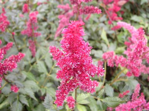 Астильба Арендса (Astilbe x arendsii `Burgundy Red`) - Астильба Арендса ...