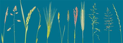 Cereal Grasses And Grains Image Free Stock Photo Public Domain Photo CC Images