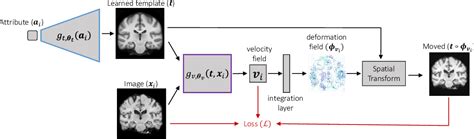 Figure 1 From Learning Conditional Deformable Templates With Convolutional Networks Semantic