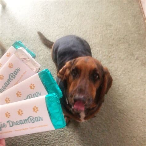 Ukc Nosework Search Element Cheat Sheet Etsy