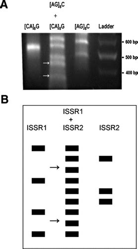 Full Article Microsatellite Marker Identification Using Genome Screening And Restriction Ligation