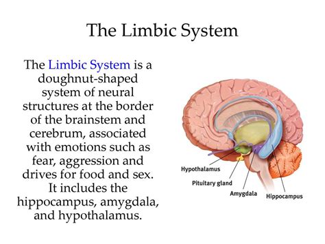 Psychology 9th Edition David Myers Ppt Download