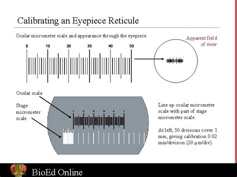 Measuring And Counting With A Light Microscope David