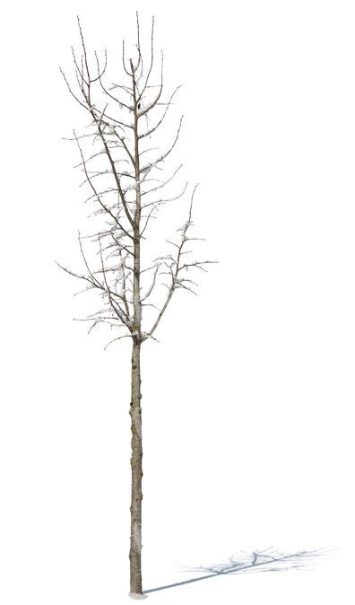 A Thin Leafless Tree With A Babe Snow Tree Photoshop Garden Illustration Plants