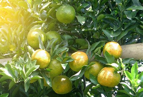 Cara Menanam Jeruk Keprok KampusTani Com