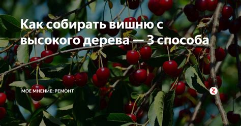 Как собирать вишню с высокого дерева — 3 способа Мое мнение ремонт Дзен