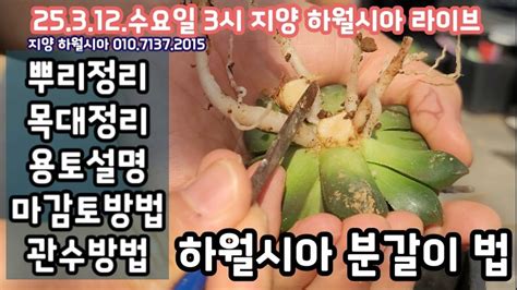 아파트에서 키우기 좋은 다육식물 하월시아 하월시아 분갈이 정석을 소개합니다 지양 01071372015 Youtube