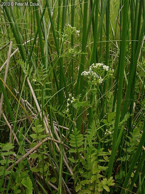 Berula Erecta Cut Leaf Water Parsnip Minnesota Wildflowers