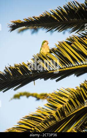Burrowing Parrot Cyanoliseus Patagonus Argentinian Wildlife In The