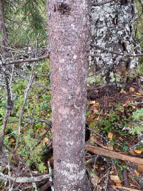 Fichte By Julian Frey Instance Segmentation Dataset By Checkannotations