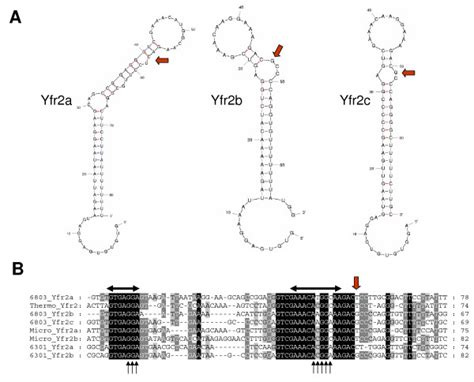 Sequence Alignments And Secondary Structure Predictions Of The 8 Download Scientific Diagram