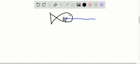 SOLVED In Gas Exchange Occurs At The Body Surface And Gas Is Distributed By