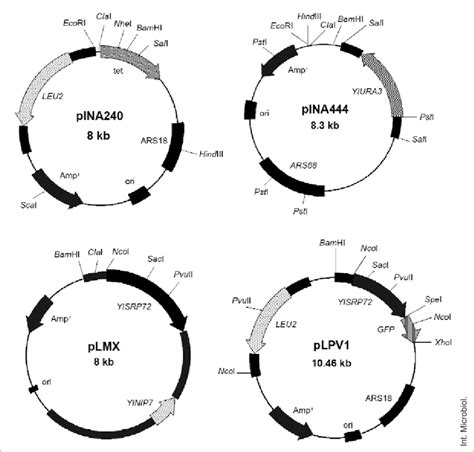 Restriction Maps Of The Plasmids Constructed And Used In This Work