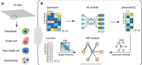 空间转录组分析之细胞niche（python）版本 Csdn博客