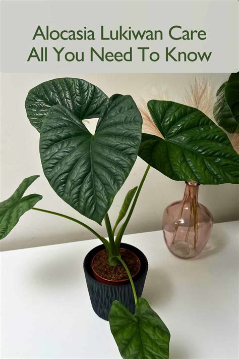 Alocasia Lukiwan Care What Most People Get Wrong Complete Guide