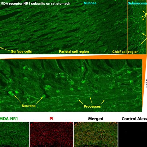 A Nmdar Nr1 Subunit Expression In Rat Stomach Whole Wall Cross Download Scientific Diagram