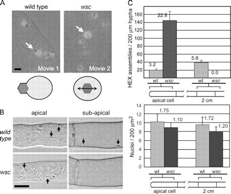 Wsc Mutants Are Defective In Wb Maturation And Inheritance A Hex