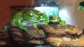 Green Tree Frog Gifs WiffleGif Green Tree Frog Gifs WiffleGif