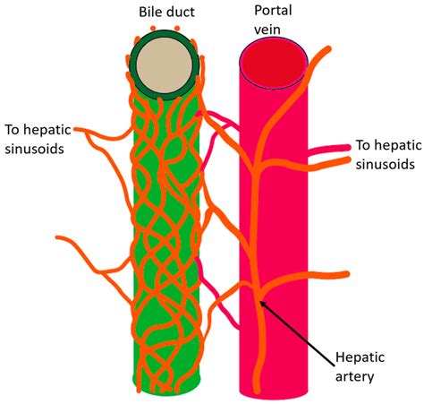 Schematic Diagram Of The Intrahepatic Bile Duct And Peribiliary