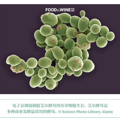 酵母万岁 腾讯新闻