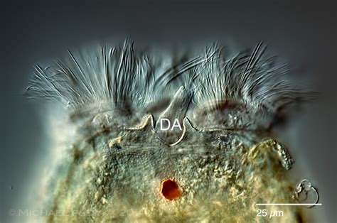 The Rotifers Rotatoria Of Germany And Neighbouring Countries