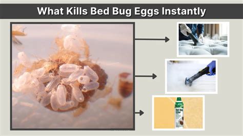 Bed Bug Eggs Identification Removal And Prevention Guide