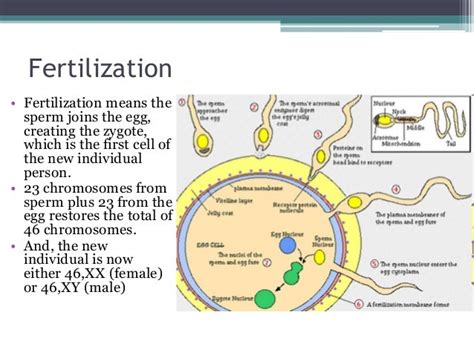 human development and sex determination