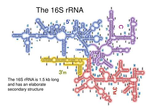 16s Rrna Structure