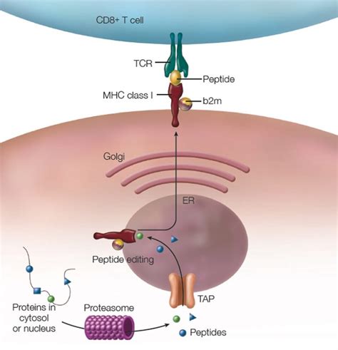 Hla B27 Antigen Labcorp At William Fetters Blog