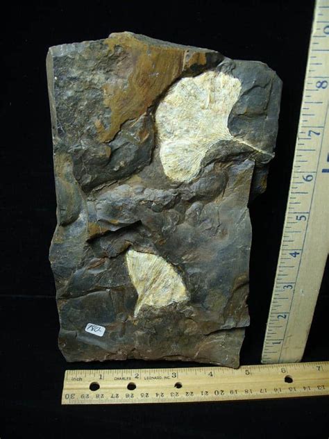 Fossil Ginkgo Leaves 102522z The Stones And Bones Collection
