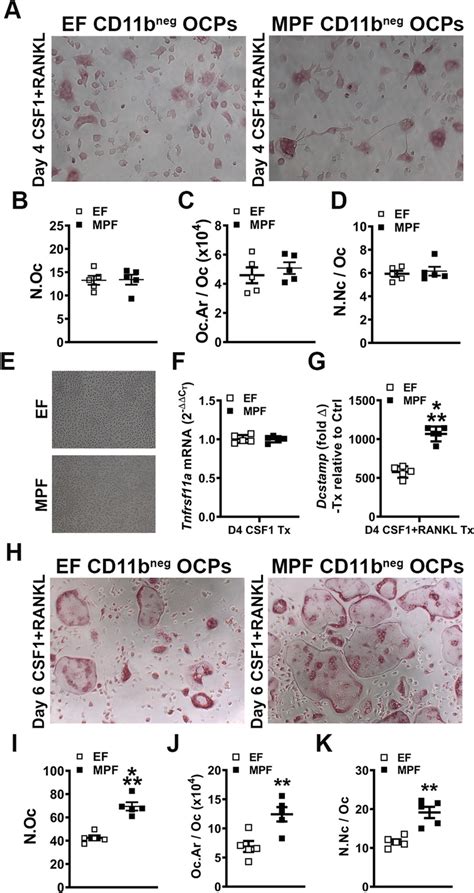 In Vitro Osteoclastprecursor OCP Cell Differentiation Assays In EF Download Scientific