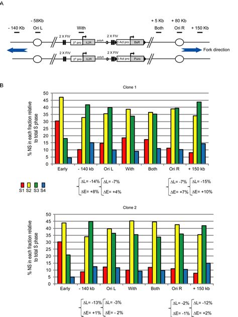 The Replication Timing Shift Affects Only The Replicon Located Inside Download Scientific