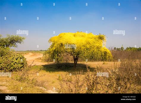 A Green Tree With Yellow Vegetation Under The Bright Blue Sky Stock Photo Alamy
