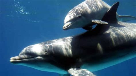 Dolphin Vaginas No Longer A Total Mystery Thanks To Dal Scientist CBC News