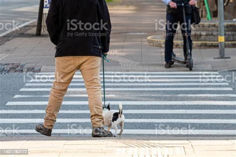 개를 가진 남자와 보행자 횡단보도에 전기 스쿠터를 가진 남자 낮은 섹션 2명에 대한 스톡 사진 및 기타 이미지 2명 개 거리 Istock
