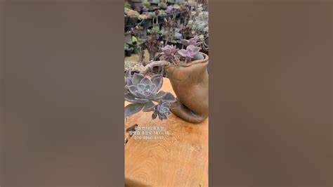 연봉 다육농원 다육아트 다육식물 다육이 식물집사 Youtube