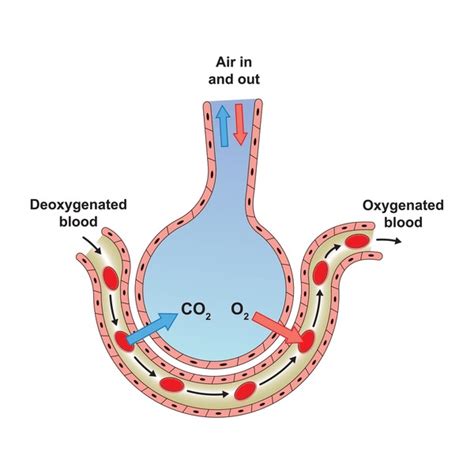 Alveolus Gas Exchange Anatomy Pulmonary Alveolus Stock OFF