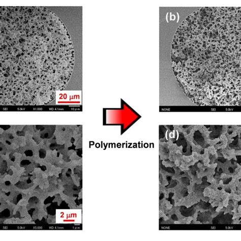 Scanning Electron Micrographs Of The Monolithic Silica Capillary Column Download Scientific