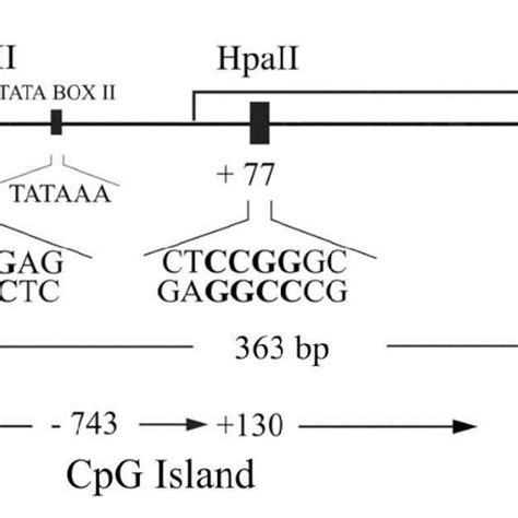 Scheme Of The C Myc Promoter Region Download Scientific Diagram