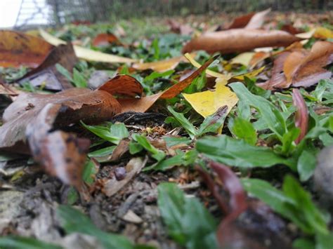 India Camara Like Free Photo On Pixabay Pixabay