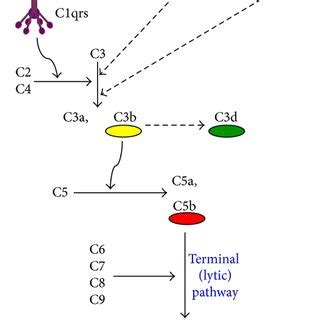 The Complement Cascade Simplified Only Components Relevant For This Download Scientific