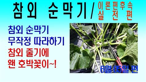 참외순막기 참외순지르기방법 참외순치기 참외순잡기 참외재배방법 Youtube